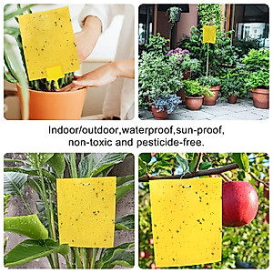 Sticky Fruit Fly Trap,Dual-Side Fruit Fly and Fungus Gnat Sticky Catcher Trap for Indoor Outdoor Fruit Fly,Fungus Gnats,Mosquito,Flying Insect Bug Pest,White Flies (Yellow-Large 20 pcs)