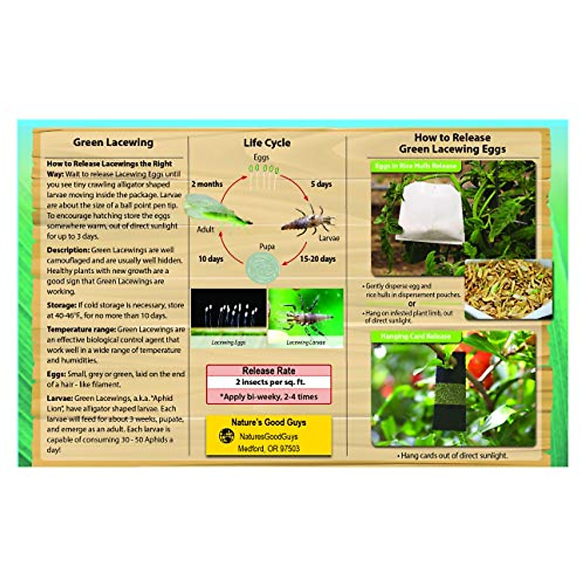 Green Lacewing 1000 Eggs - Good Bugs - Aphid Exterminator by The Future