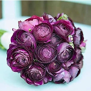 Ranunculus Bulbs - Violet - 100 Bulbs - Purple Flower Bulbs, Corm Attracts Bees, Attracts Pollinators, Easy to Grow & Maintain, Fragrant, Container Garden