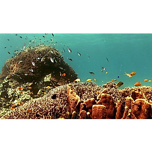 Plasmaquarium: Vol. Two - Ultra Coral Reef Aquarium (Widescreen)