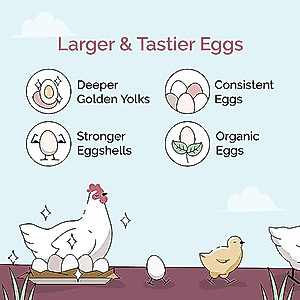 Mile Four | Oyster Shell | Calcium Supplement for Chickens | Natural Crushed Limestone Calcium Carbonate | Eggshell & Bone Booster for Laying Hens | US Mined | 4 lbs.