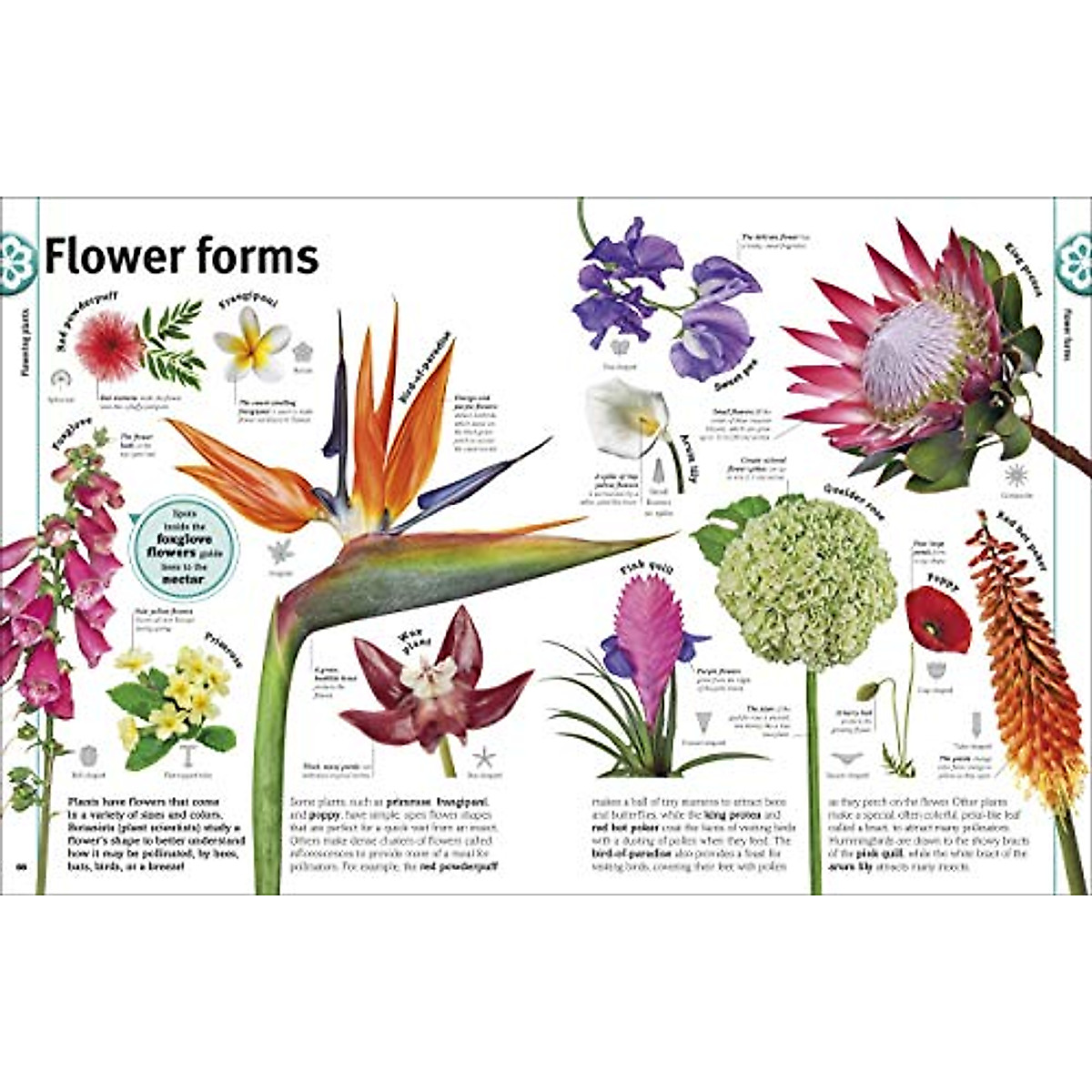 Trees, Leaves, Flowers and Seeds: A Visual Encyclopedia of the Plant Kingdom (DK Our World in Pictures)