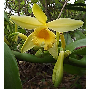 Vanilla Planifolia Orchid Cutting 2 Feet Tall Live in Pot Outdoors Planting Ornaments Perennial Garden Simple to Grow Pots Gifts