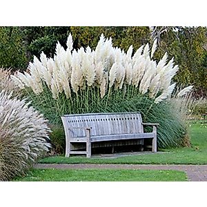 Giant White Pampas Grass Seeds - 1,000 Seeds - Ships from Iowa, Made in USA - Ornamental Landscape Grass or Privacy Plant