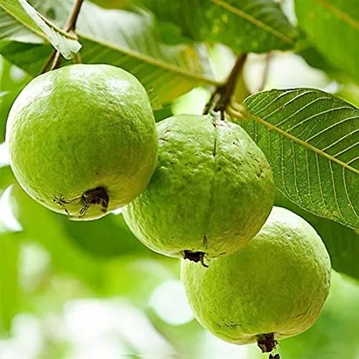 QAUZUY GARDEN 15 Seeds Guava Psidium Guajava Tree Seeds Non-GMO Organic Guayaba Seeds Edible Plant Nutritious White Tropical Fruit Easy to Grow
