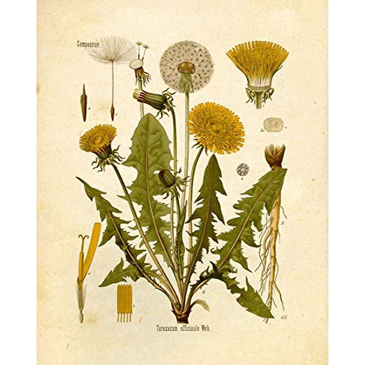 Botanical Prints Wildflower Prints Floral Wall Art - Set of 6 - 8x10 - Unframed