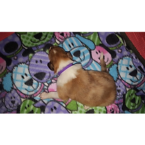 Puppy Express Whelping Kit for up to 12 for Puppies Dogs