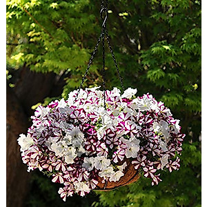 100+ Mixed Petunia Climbing Flower Seeds Plants Garden Bonsai Perennial Flowers