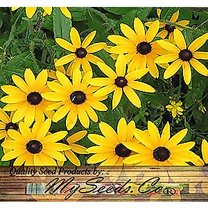 Big Pack - (100,000+) Black Eyed Susan Flower Seeds - Self Reseeds Rudbeckia hirta - Perfect Golden Cut Flowers - Flower Seeds by MySeeds.Co (Big Pack - Black Eyed Susan)