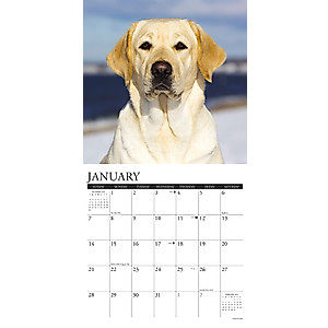 Willow Creek Press Yellow Labs Monthly 2024 Wall Calendar (12" x 12")