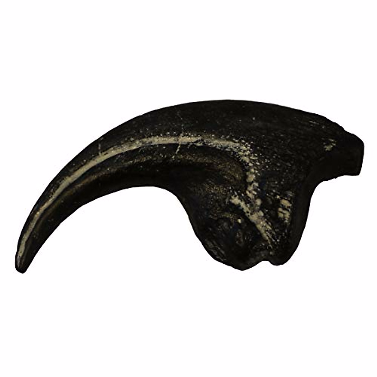 Allosaurus Dinosaur Life Size Claw Fossil Replica