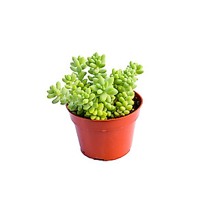 Live Donkey Tail Succulent Plant – Large 4-Inch - Fully Rooted Donkey Tail (Sedum Morganianum) Succulent Plant – Succulent Market (1)