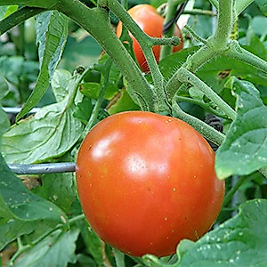 Bonnie Plants Better Boy Tomato: 4 Pack Live Vegetable Plants, Disease Resistant, Large 16 oz Fruit Size, Non-GMO, Red