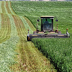 Outsidepride Alfalfa Forage Legume Seed for Pastures, Hay, & Livestock - 5 LBS