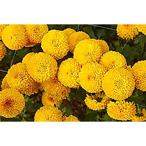 2000 African Marigold 'Crackerjack Mix' Seeds, by Seeds2Go