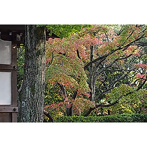 Bonsai Tree Grow Kit | Japanese Maple | White Design | The Jonsteen Company