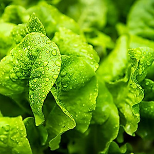 Organic Lettuce Seeds (Heirloom Buttercrunch) - Approx 1500 Seeds - Certified Organic, Non-GMO, Open Pollinated, Heirloom, USA Origin