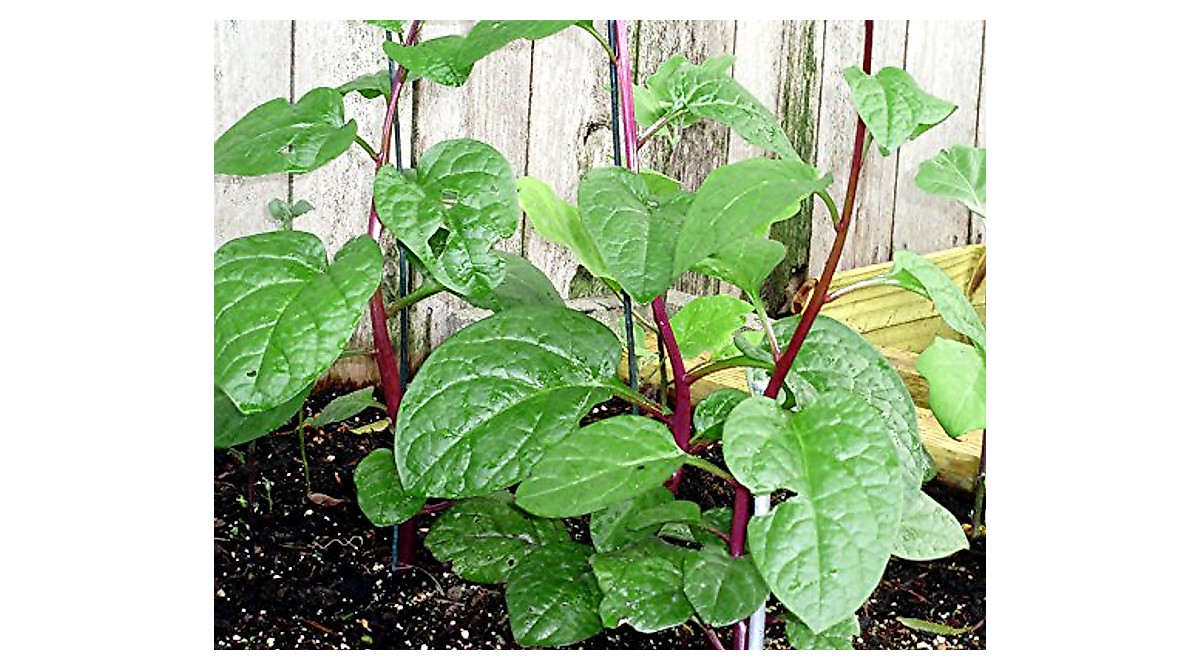 30+ Malabar Red Stem Spinach Seeds Herb Heirloom Non-GMO Phooi Leaf ...