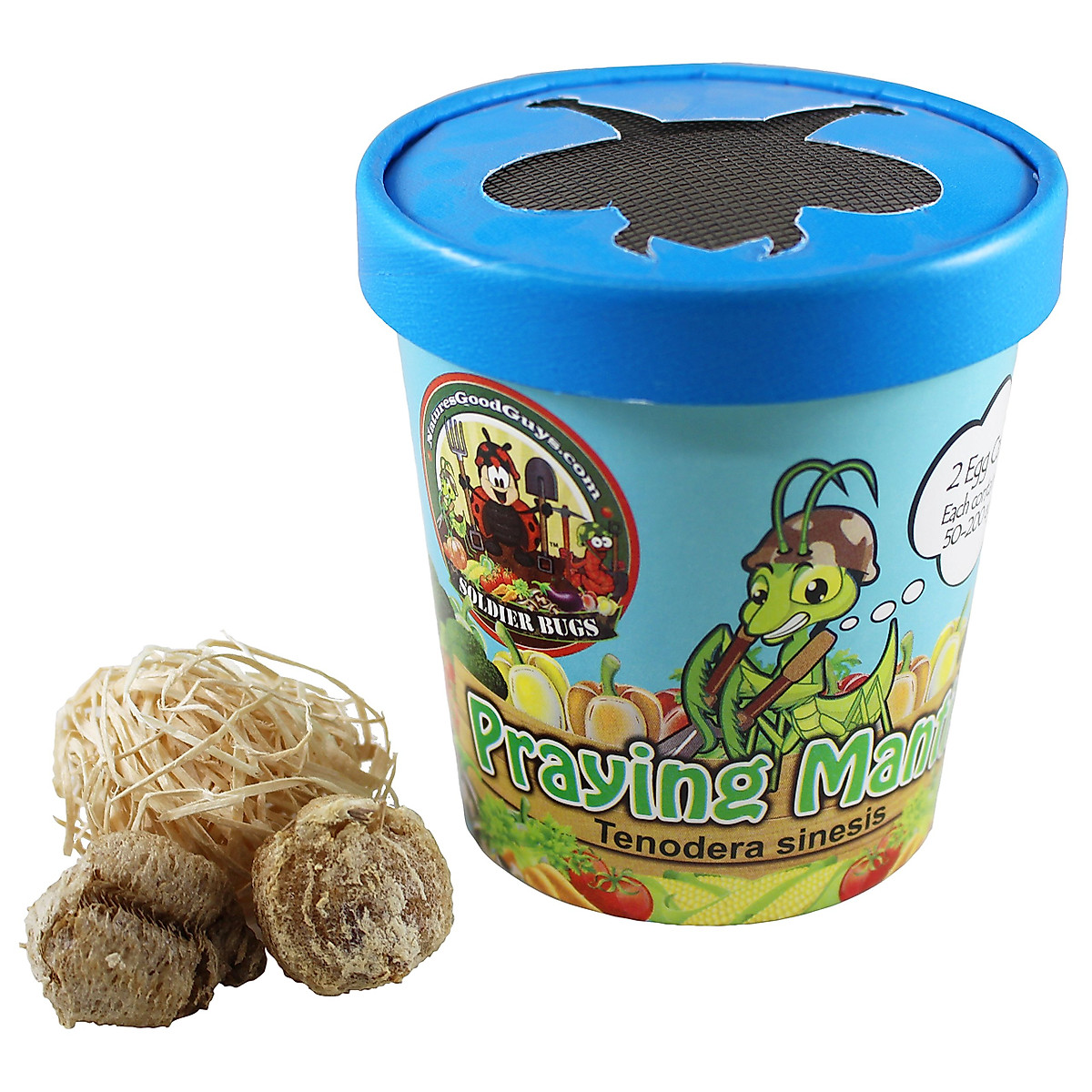 Praying Mantis Egg Case with Hatching Habitat Cup - 2 Praying Mantids Egg Cases