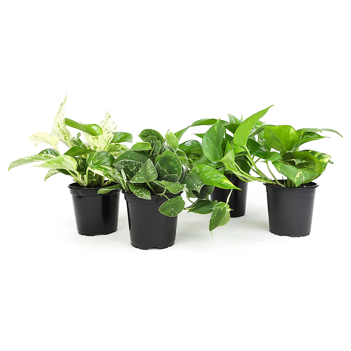 Live Pothos Plants (4PK) Indoor Plants Live Houseplants, Pothos Live Plant House Plants Indoors Live Plants, Money Plant Indoor Pothos Plant Decor, Devils Ivy Trailing Plants Live by Plants for Pets