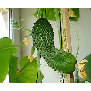 Seeds Cucumber Indoor F1 Room Early Self-pollinated Pickling Vegetable for Planting Heirloom Non GMO