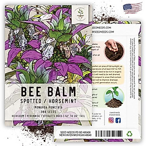 Seed Needs, Spotted Bee Balm Seeds - 300 Heirloom Seeds for Planting Monarda punctata - Horsemint Herb, Open Pollinated, Attracts Pollinators (1 Pack)