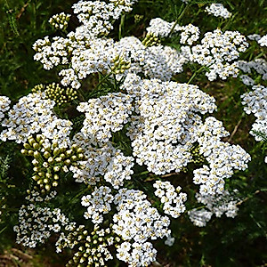 Outsidepride Perennial Achillea Millefolium Yarrow White Wild Flower & Herb Garden Plant - 1 LB