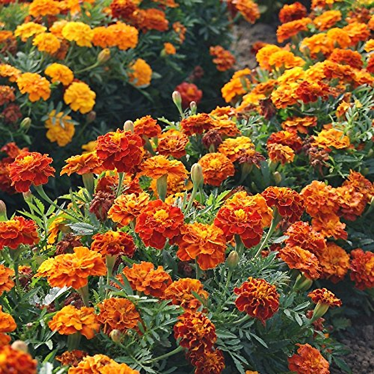 French Marigold Sparky Mix Seeds, Over 5,000 Seeds by Seeds2Go