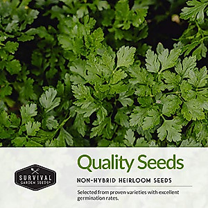 Survival Garden Seeds Popular Herb Collection Seed Vault - Lavender, Spearmint, Basil, Cilantro, Parsley - Non-GMO Heirloom Survival Garden Seeds for Planting - Grow Herbs in Your Vegetable Garden