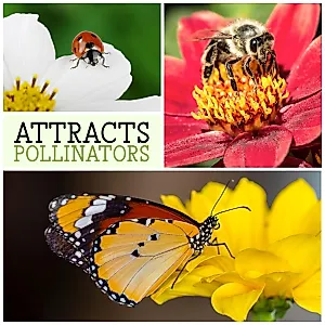 Seed Needs, Chocolate Sunflower Seeds - 40 Heirloom Seeds for Planting Helianthus annuus - Annual Flowers to Plant Outdoors, Attracts Bumblebees and Butterflies, Great as a Cut Flower (2 Packs)