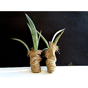 Agave Americana - Blue Agave - 2 Plants in Big Size