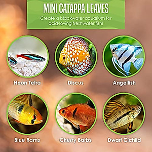 JOR 60 Pack Mini Catappa Indian Almond Leaves for Neon Tetra, Dried Leaf for Spawning, Perfect Hiding Spot, Create Brackish Habitat for Tropical Fish Like Guppy, Platy, Tiger Barb, Discus, Gourami