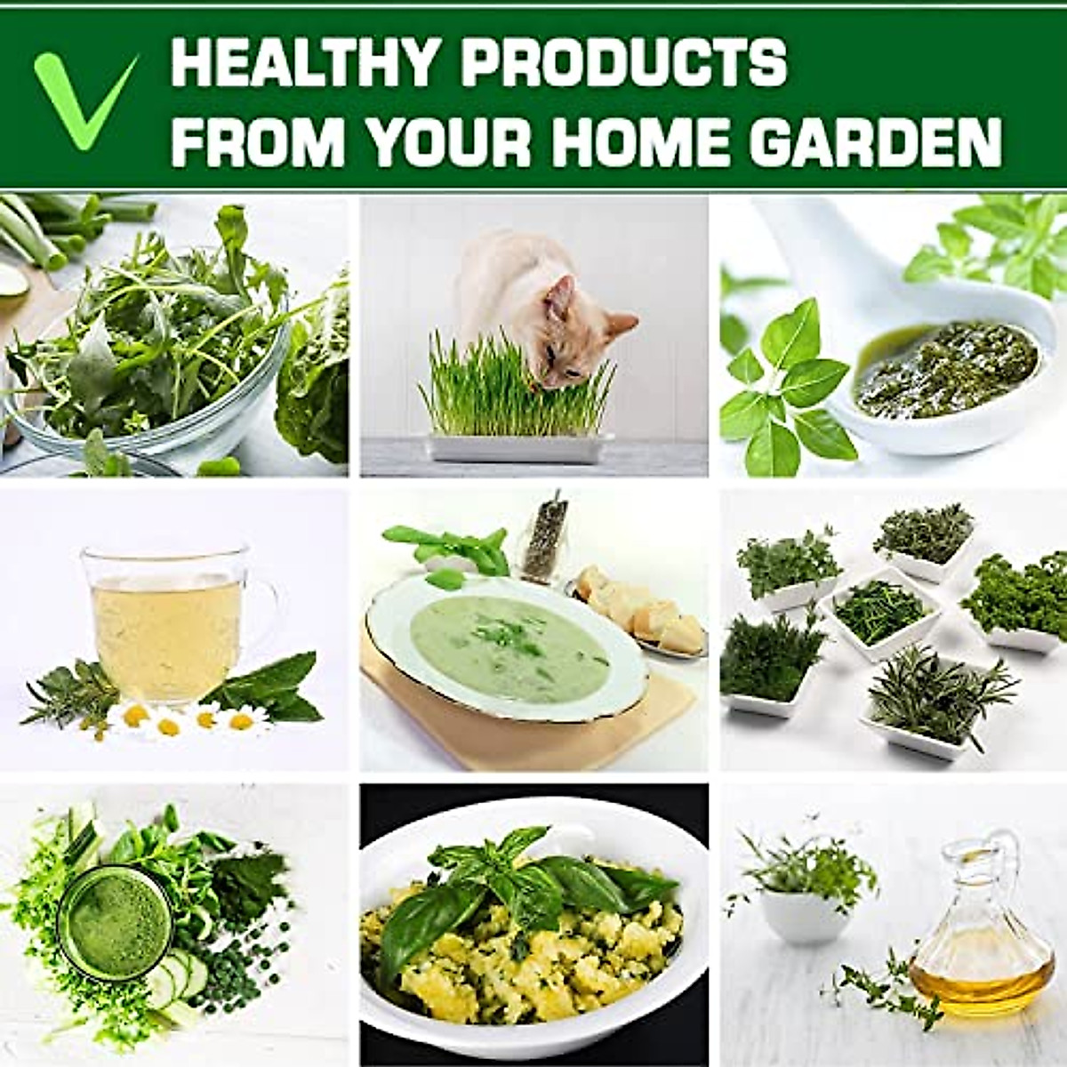 Most Popular Heirloom Non GMO Tea and Herb Seeds for Planting Indoor and Outdoor Garden