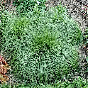 YEGAOL Garden 200Pcs Prairie Dropseed Seeds Sporobolus Heterolepis Seeds Ornamental Long-Lived Drought Tolerant Perennial Grass Low Maintenance Grass Seeds Home Garden Plant