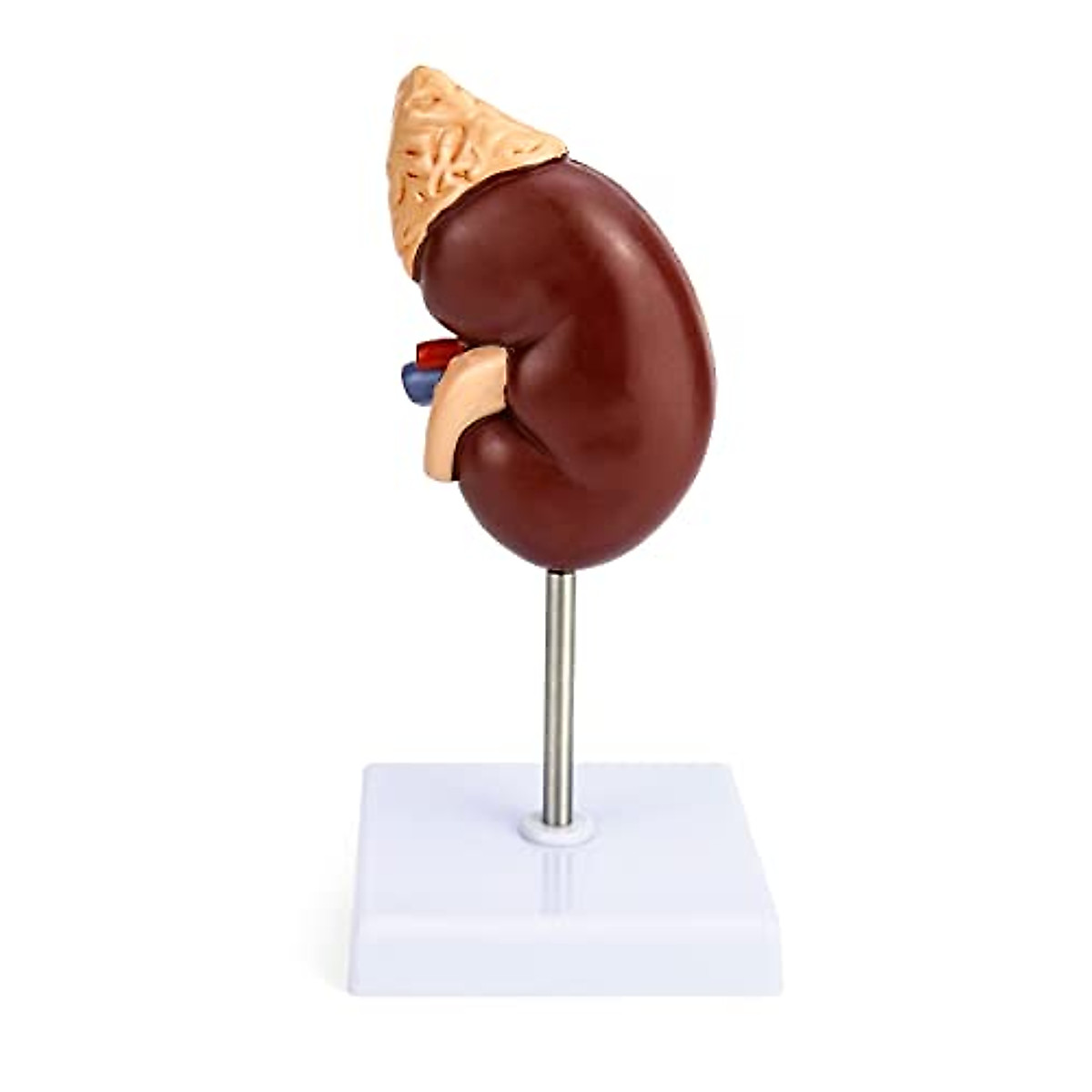 QWORK Life-Size Kidney Model, Divided into 2 Parts Showing Internal Structure A Normal Kidney Human Anatomy Replica for Doctors Office Educational Tool