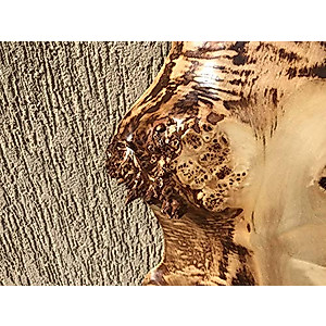 Table top from poplar burl slab, live edge table top, poplar burl, slab burl