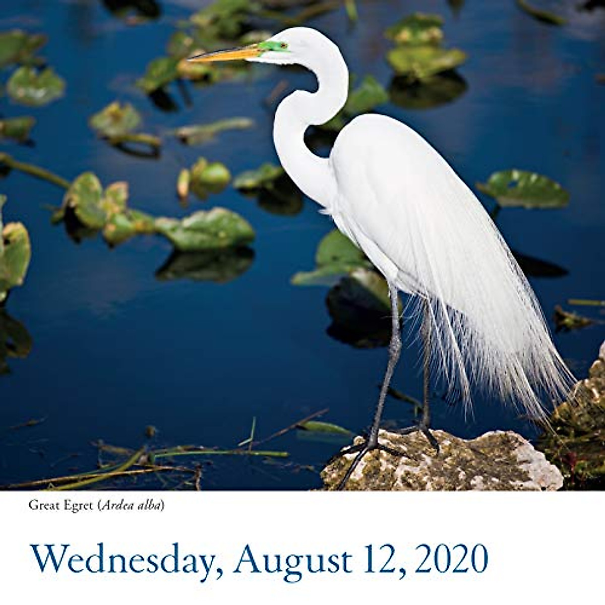 Audubon Birds Page-A-Day Calendar 2020