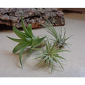 Mini Tillandsia Assortment 3 Pack Air Plants by CTS Air Plants