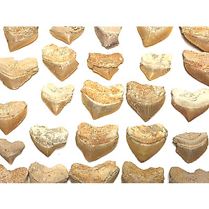 Zentron Crystal Collection Corax Shark Teeth Squalicorax Fossil Tooth 1" (10)