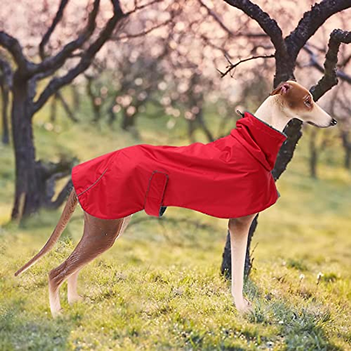 Greyhound Lurcher Winter Coat, Whippet Coat with Padded Fleece, Waterproof Dog Jacket with Adjustable Bands and Zipper Harness Hole - Red - Medium