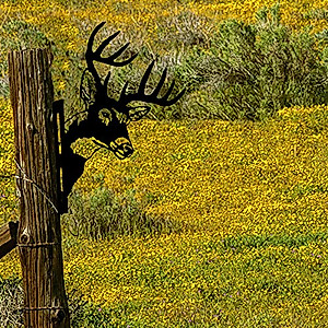 Boddenly Silhouettes Steel Metal Peeping Animals Art, Farm Sika deer Art Garden Decor Outdoor Decoration for Farmhouse, Yard, Lawn Weather Proof & Durable Farmhouse Decor, 28x29cm