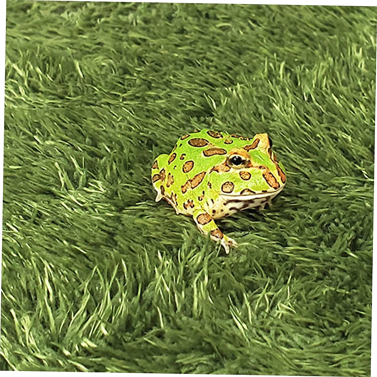 GANAZONO 2Pcs Climbing Pet Fake Lawn Terrarium Substrate Liner Reptile Bed Reptile Climbing Carpet Miniature Grass mat Amphipod Reptile Moss Carpets Horned Frog Cotton Absorbent pad