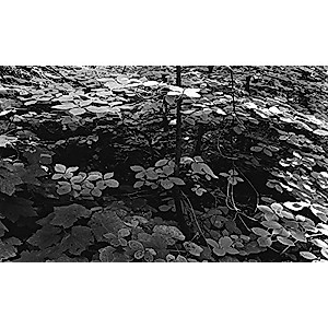 Dogwood Glen, Giant Forest (#2)