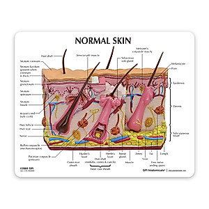 Skin Acne Cross-Section Model | Human Body Anatomy Replica of Common Skin Acne for Dermatology Educational Tool | GPI Anatomicals
