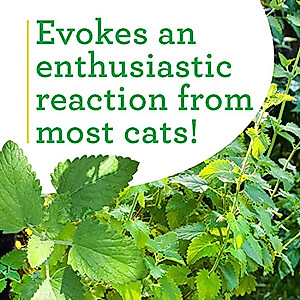 Bonnie Plants Catnip Live Herb Plants - 4 Pack, Pet Friendly, Grows Great In Containers, Fresh For Cats & Dries For Cat Sachets