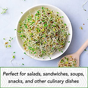 USDA Organic Alfalfa Sprouting Seeds | 1 Pound | Perfect for Sprouting & Microgreens, Premium Alfalfa Sprout Seeds, Non-GMO