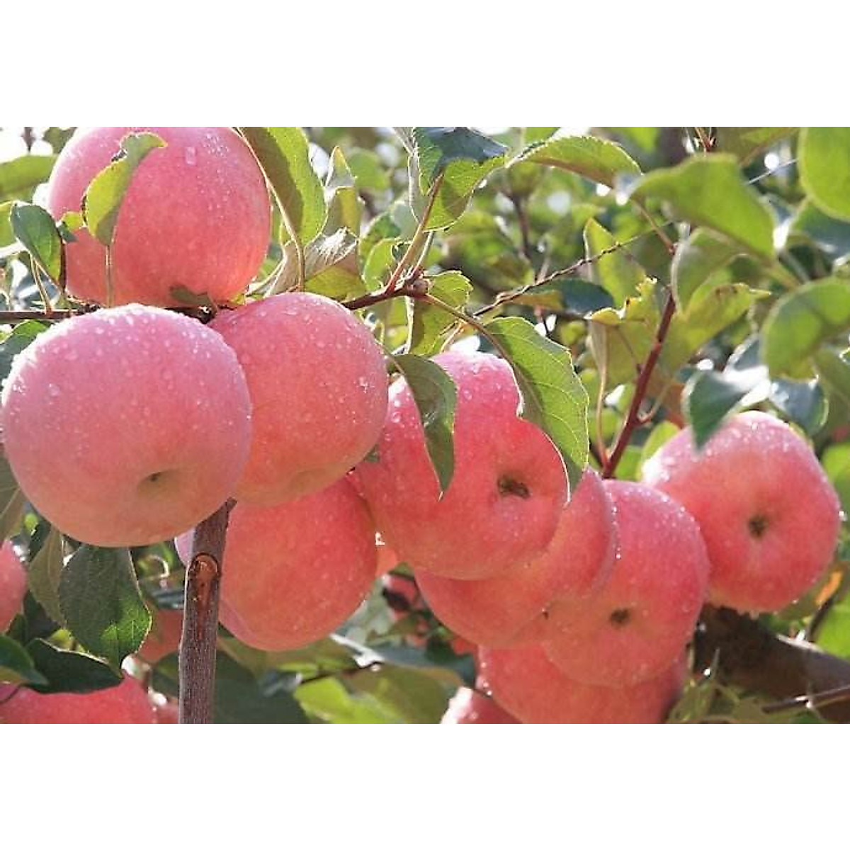 Dwarf Bonsai Apple Tree Seeds - 50 Seeds - Grow Exotic Indoor Fruit Bonsai