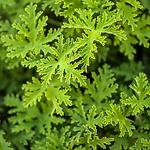 1000+ Non-GMO Citronella Plant Seeds for Planting - Heirloom Citronella Carpet Creeping Grass Seeds Planting Garden Home (Made in The US)