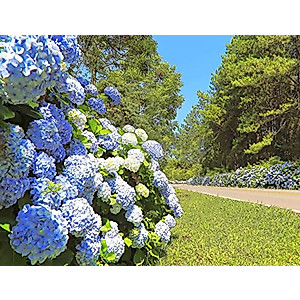 100+ Mixed Hydrangea Seeds for Planting Fast Growing Shrub Flowers Bush Plants Beautiful Smell Outdoor Garden Decor Home Perennial