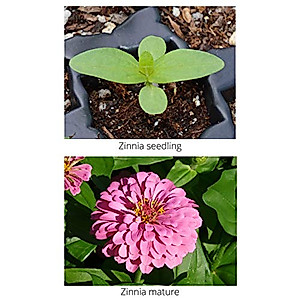 Zinnia Mix from Earth Science (2 lb), 3-in-1 Mix with Premium Wildflower Seed, Plant Food and Soil Conditioners, Non-GMO